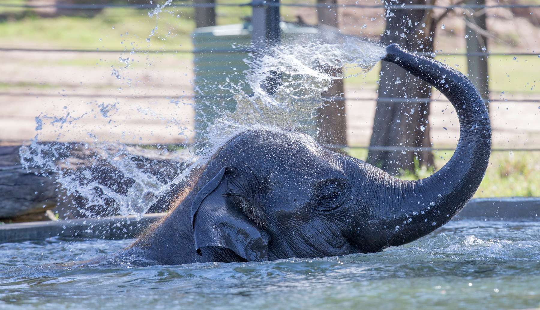 Sydney heatwave: Animals find ingenious ways to chill out - ABC News