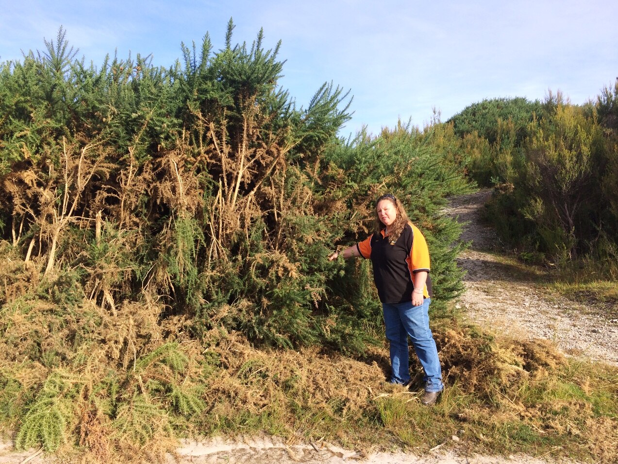 Weed busters gaining ground in battle against gorse - ABC News