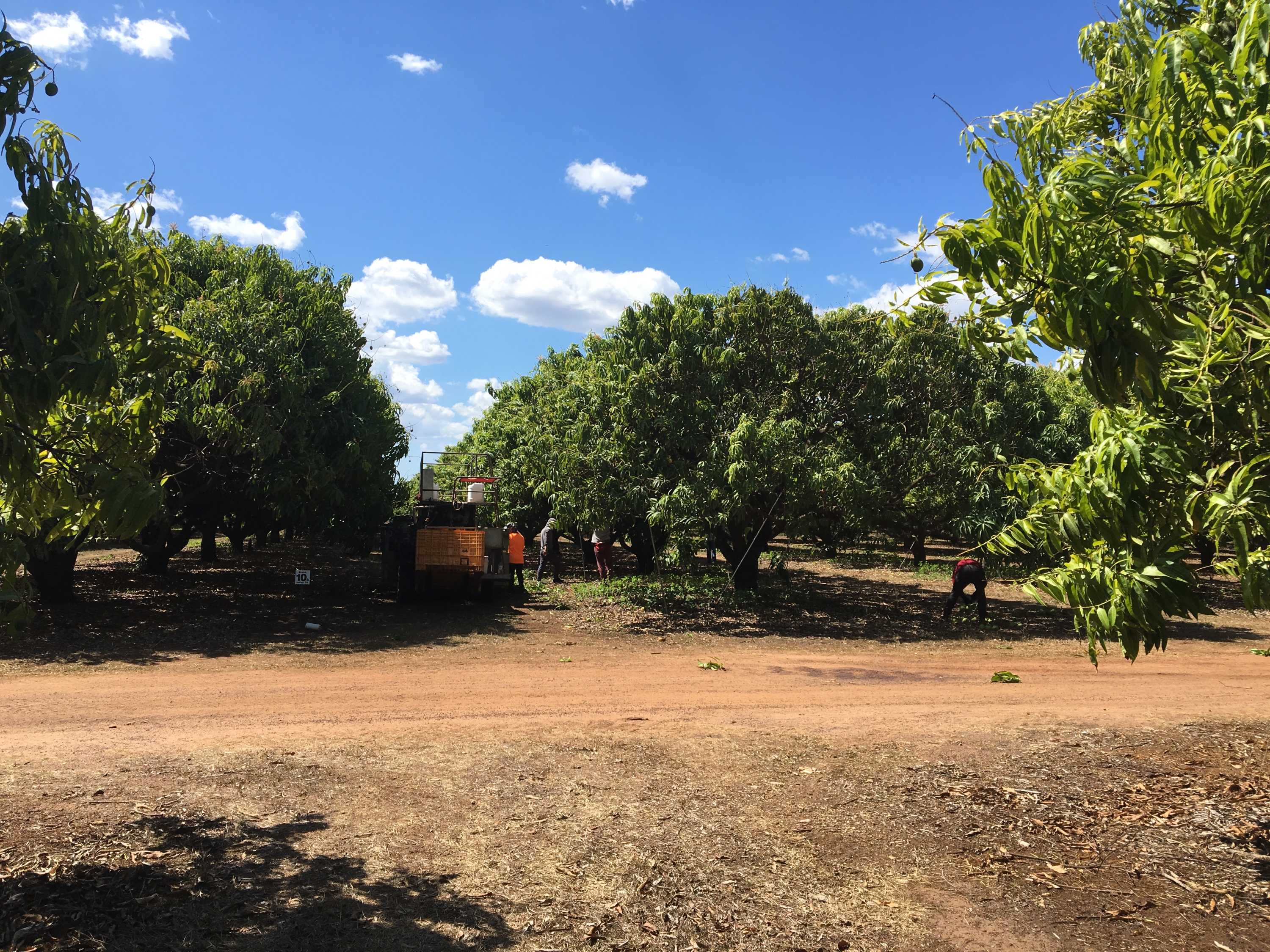 First trays of NT mangoes bound for shelves after poor season - ABC News