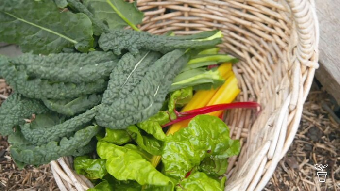 Year-Round Greens - Gardening Australia