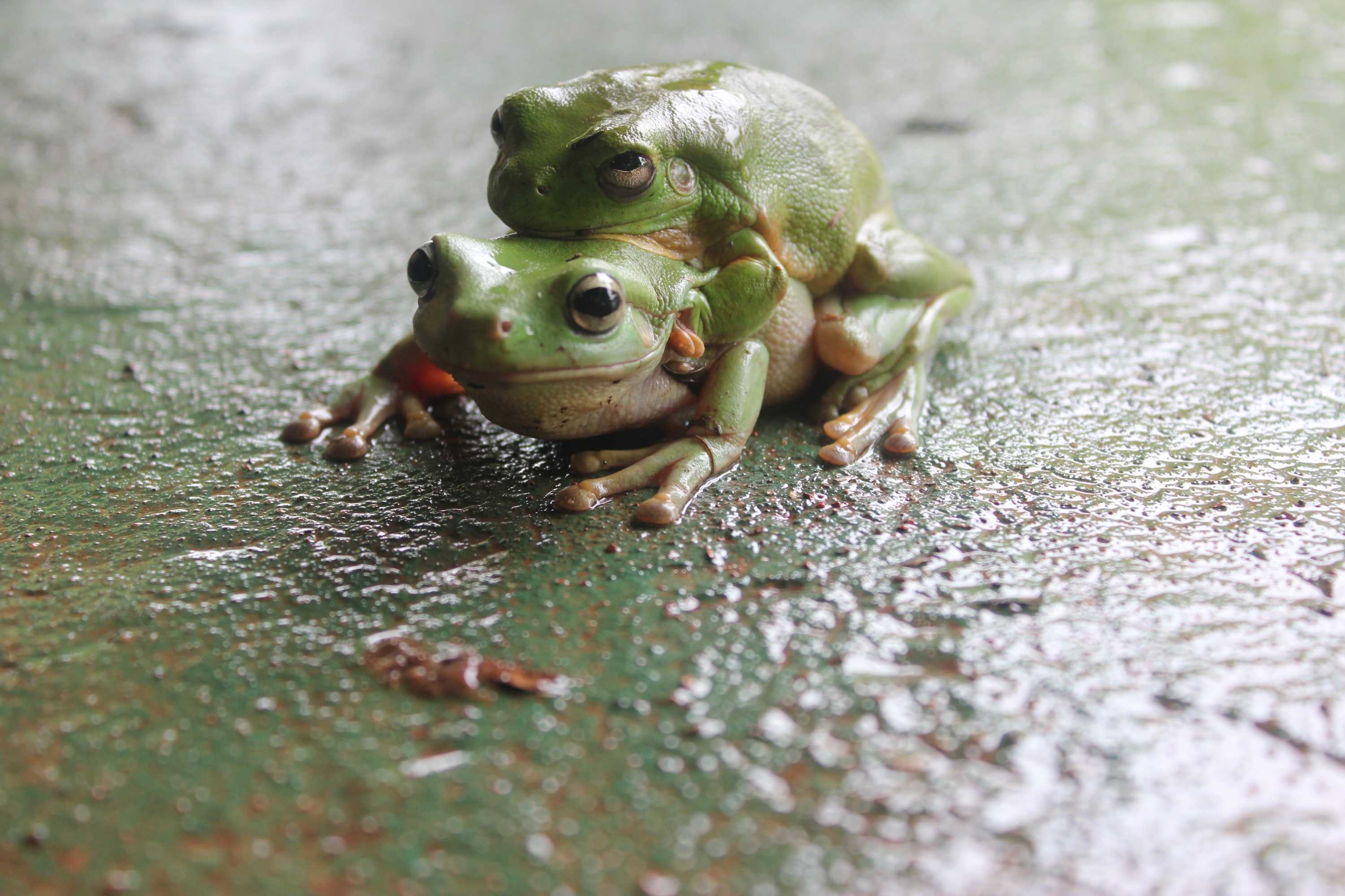 Kimberley pastoralists rejoice as tropical low brings much needed ...