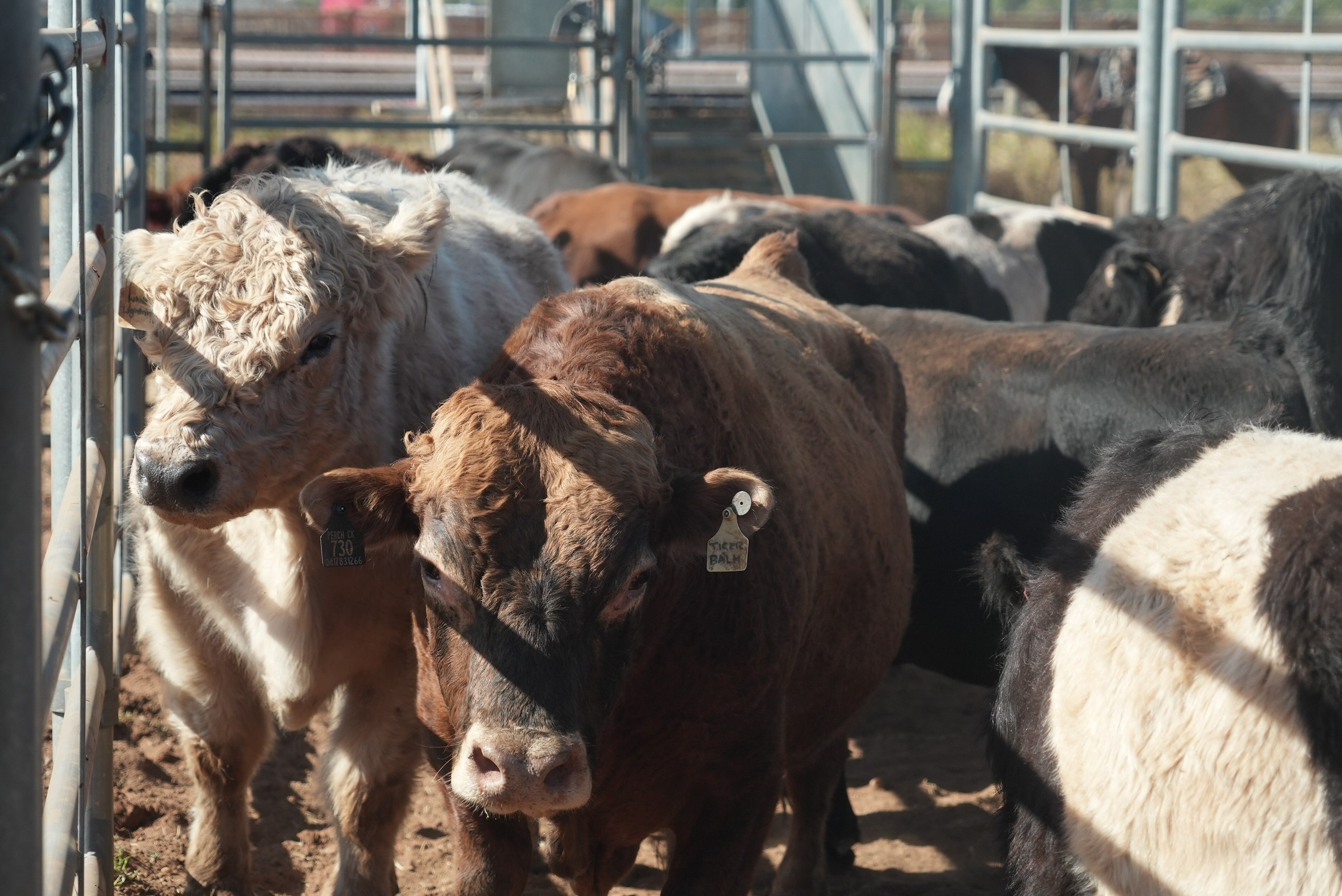 'Fat and fluffy' miniature bulls are helping a new generation of rodeo ...