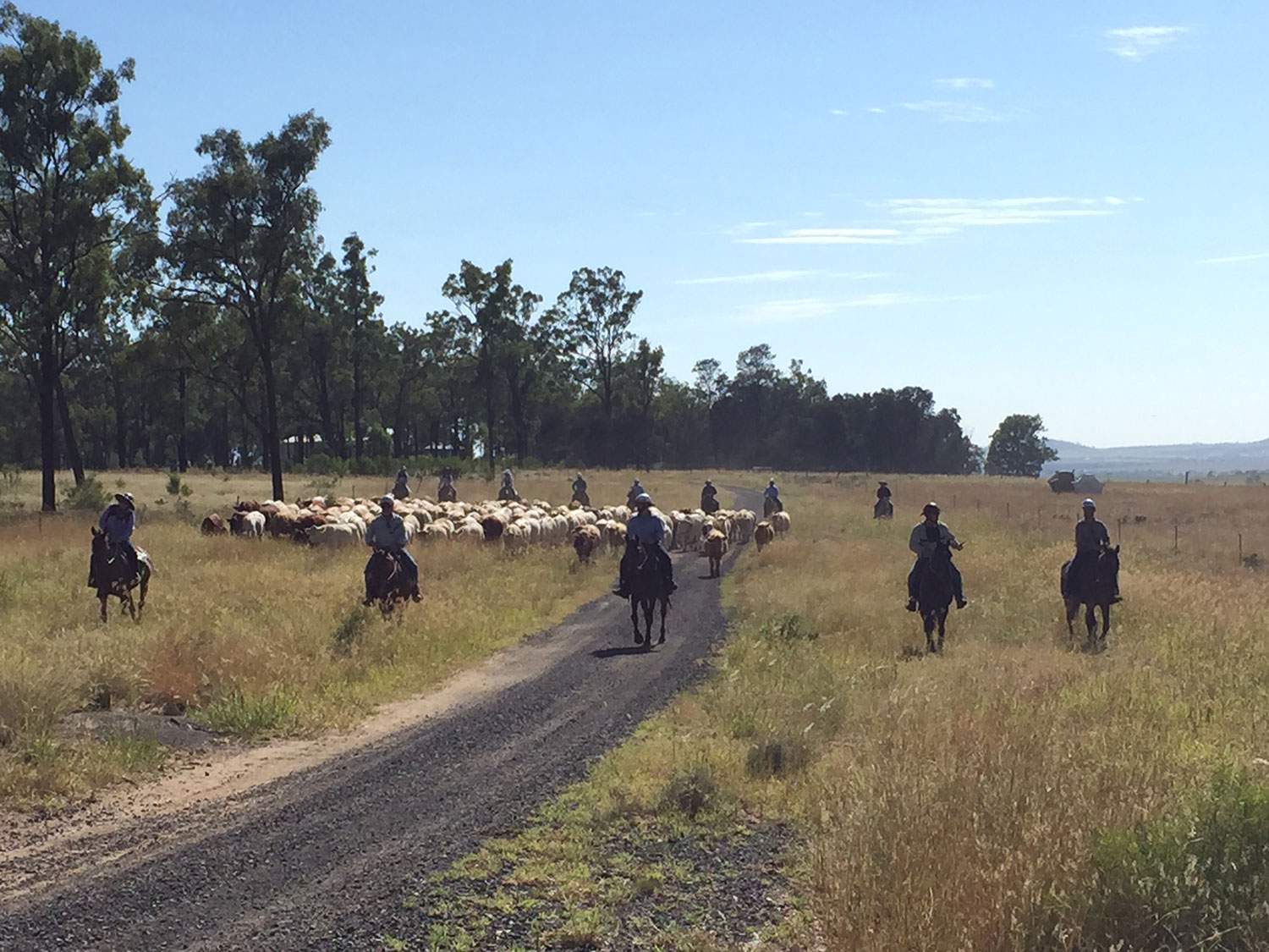 Police stock squad trains to target spike in cattle theft across ...