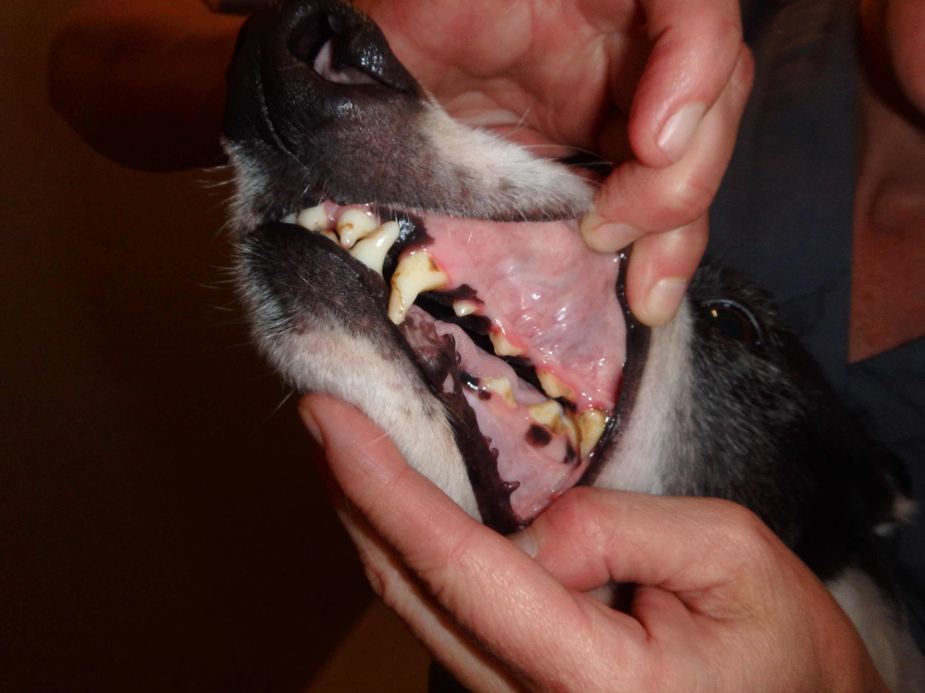 Greyhound racing: Animal cruelty images further validate industry shut ...