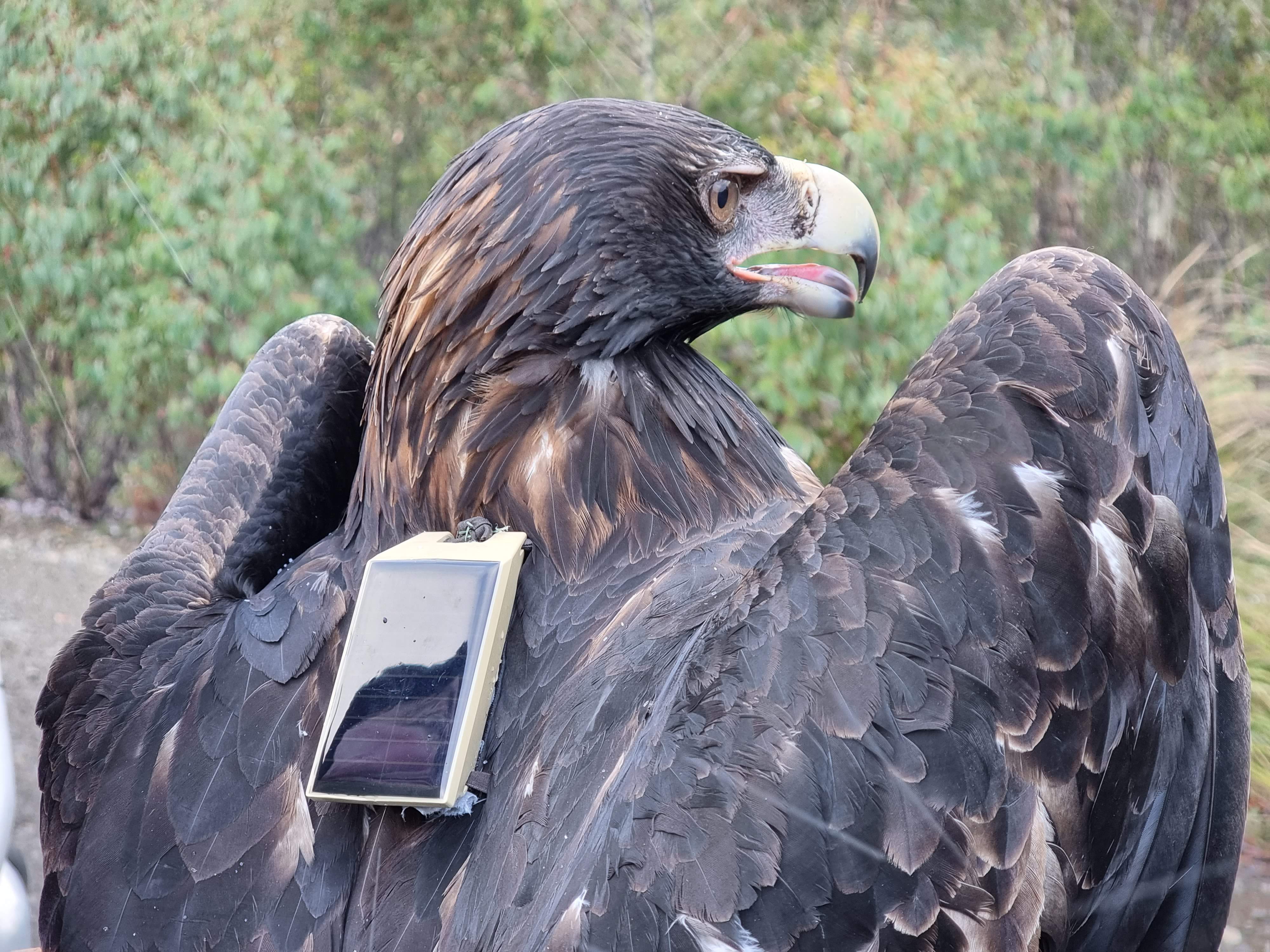 New Tool Aims to Prevent Bird Deaths