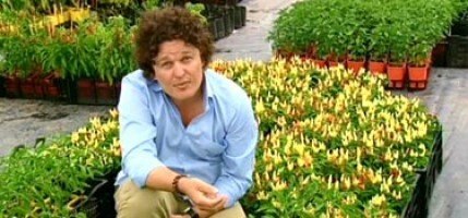 Rocoto Tree Chilli - Gardening Australia