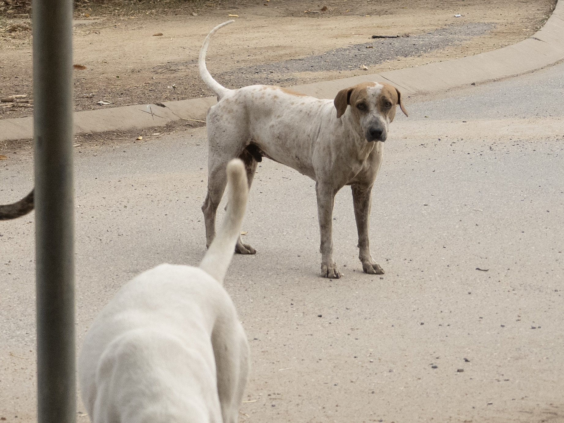 Solomon Islands' Gizo residents call for cull after stray dog mauls man ...