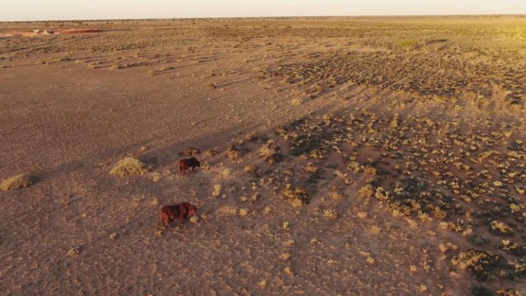 Nullarbor Drought: Dealing with drought on the Nullarbor Plain - ABC News