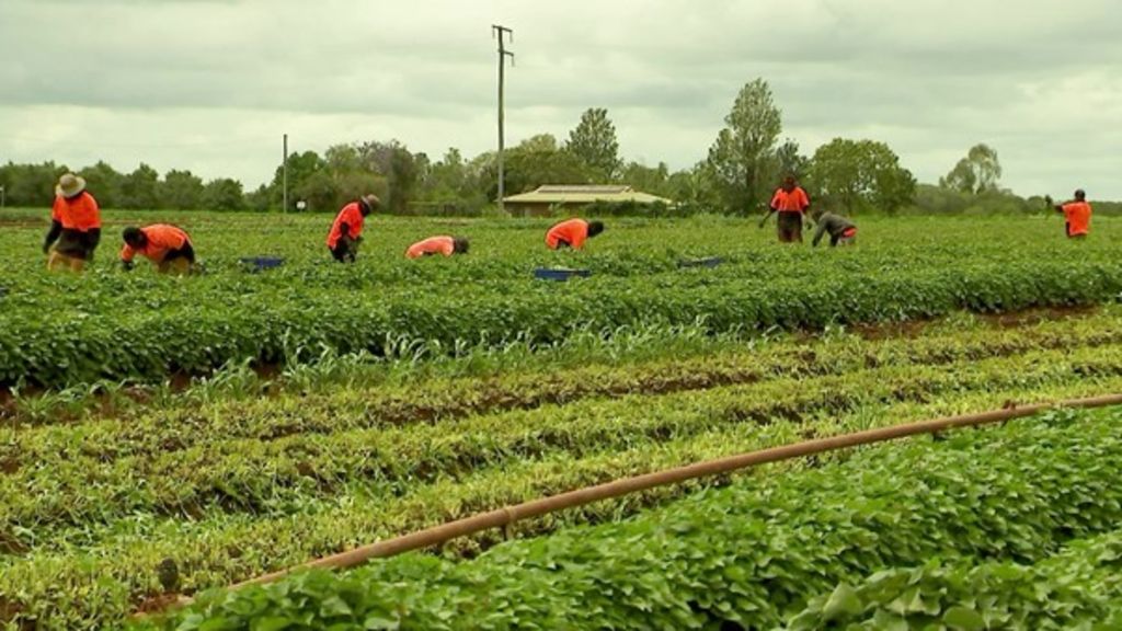 Seasonal Workers: Calls for reforms to foreign worker program - ABC News