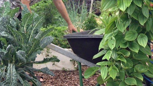 Mulching - Gardening Australia