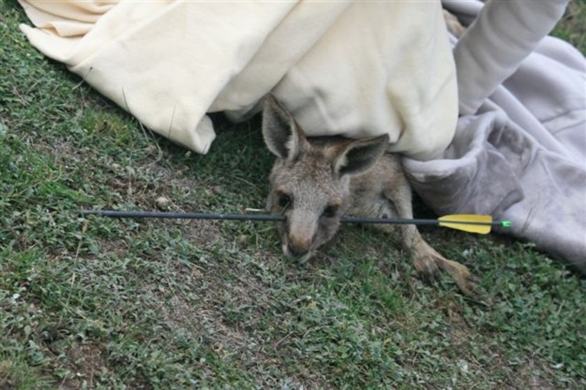 Kangaroo dies after being shot by arrow - ABC News