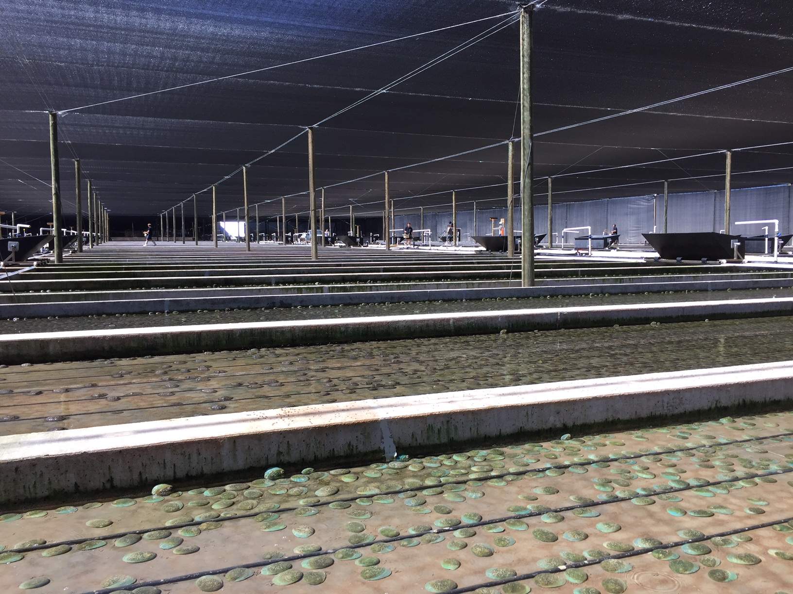 Onshore abalone farming: When lying down on the job is good for ...