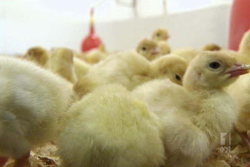 Aldinga Turkeys to axe 79 jobs at McLaren Flat by Christmas - ABC News