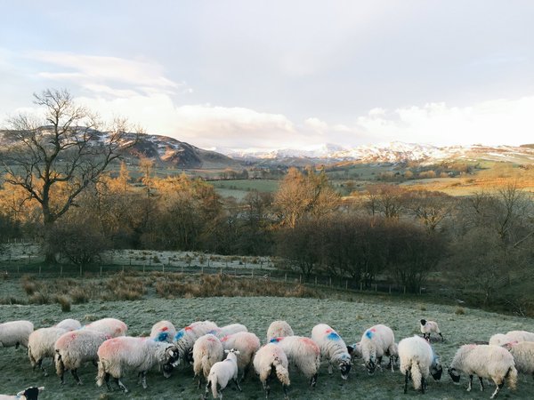 James Rebanks: How a Lake District shepherd gained a flock of followers ...
