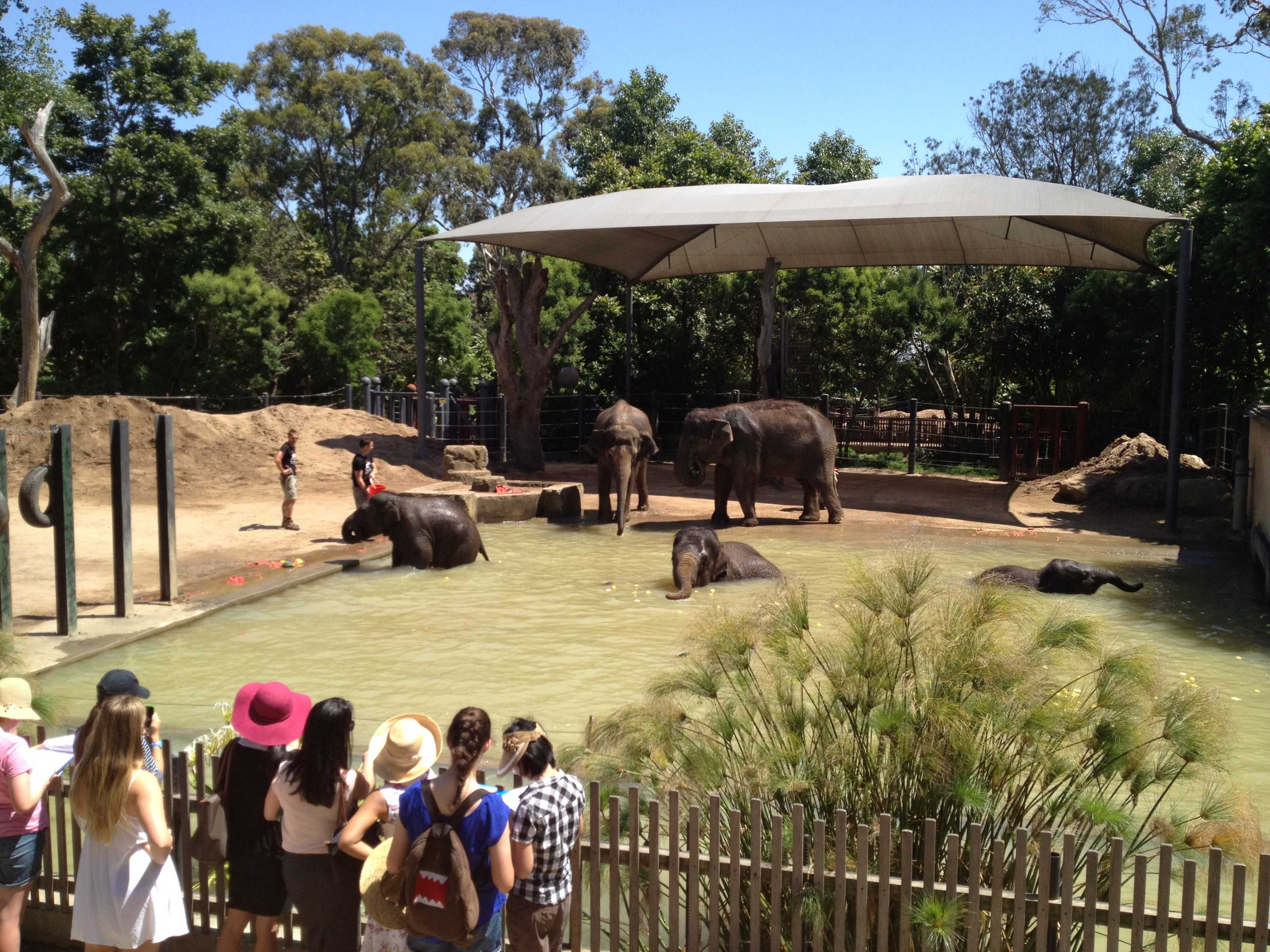 How Victoria's libraries, pools, cinemas and zoos will reopen with ...