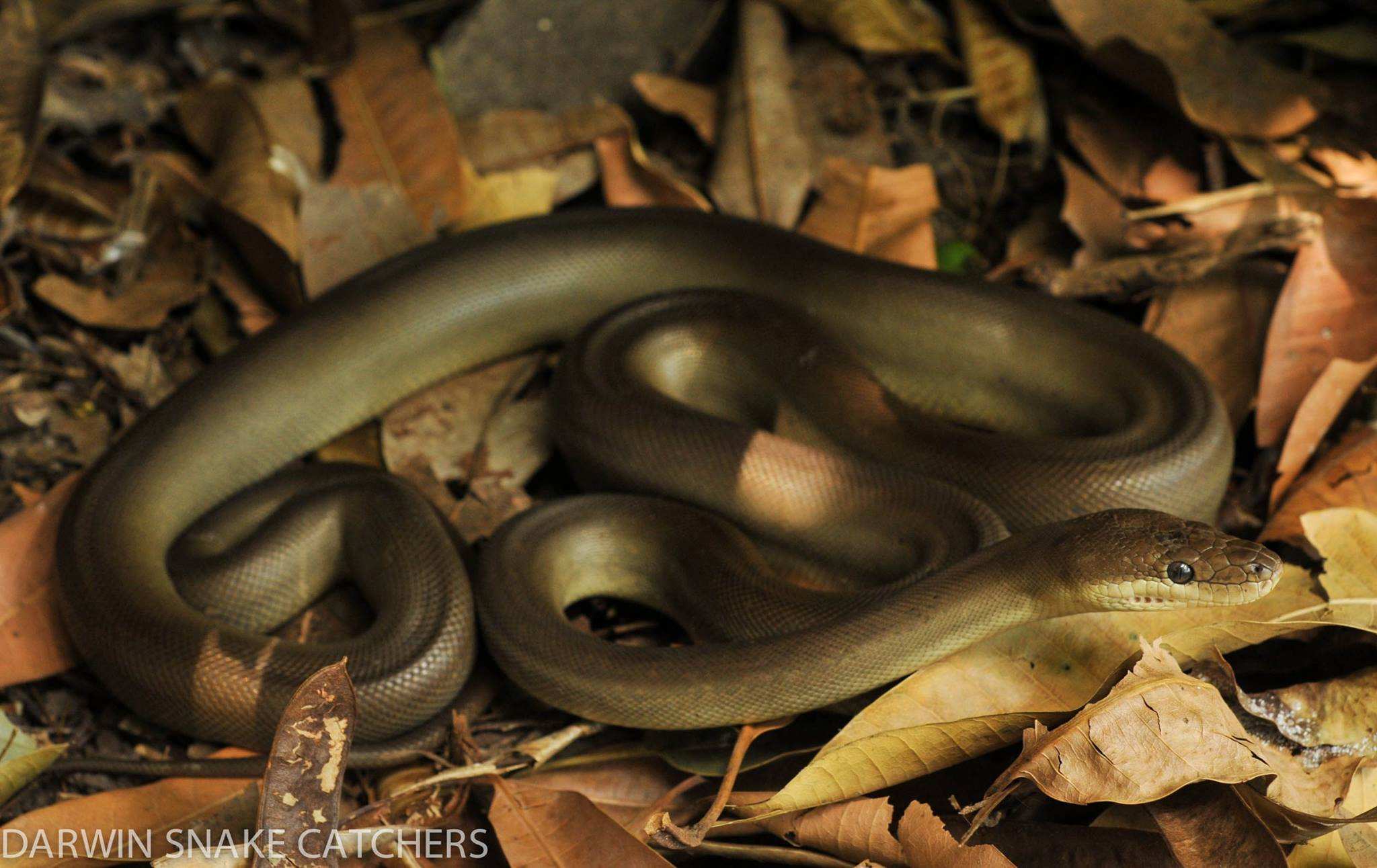 Man airlifted to Darwin hospital after snake bites him while he sleeps ...