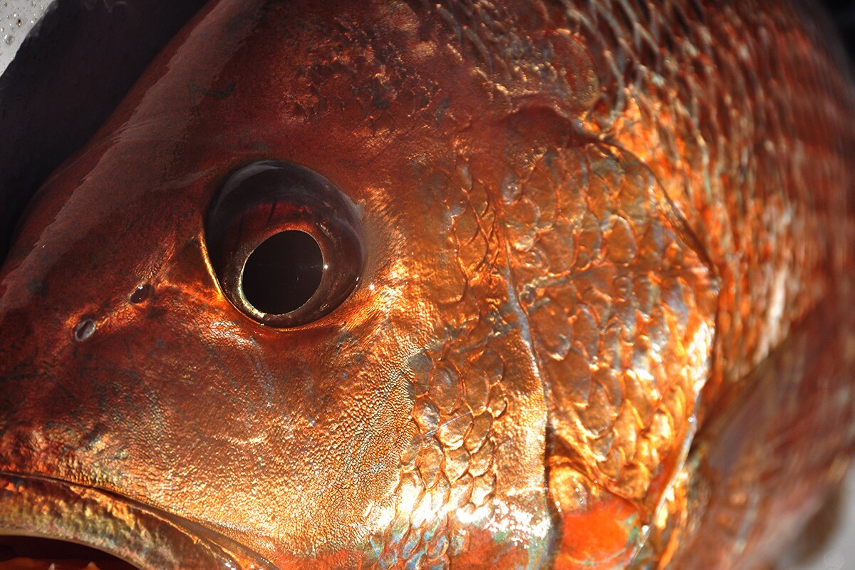 Fishers, environmentalists join forces in NT debate over impact of ...