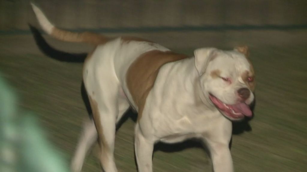 Vicious dog attack - ABC News