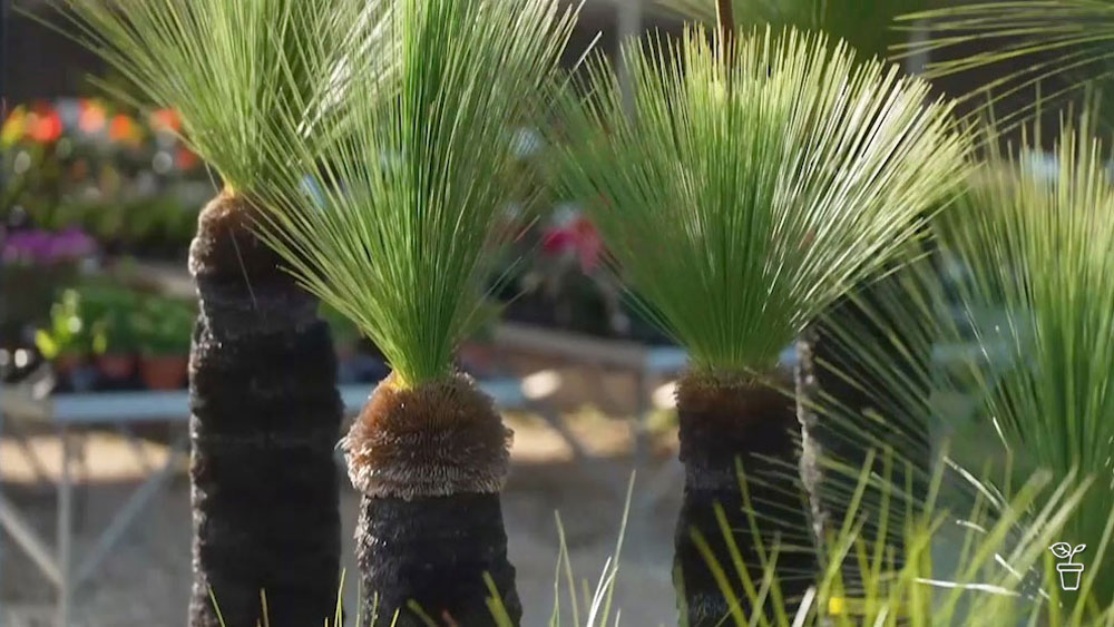 Designer Plants - Gardening Australia