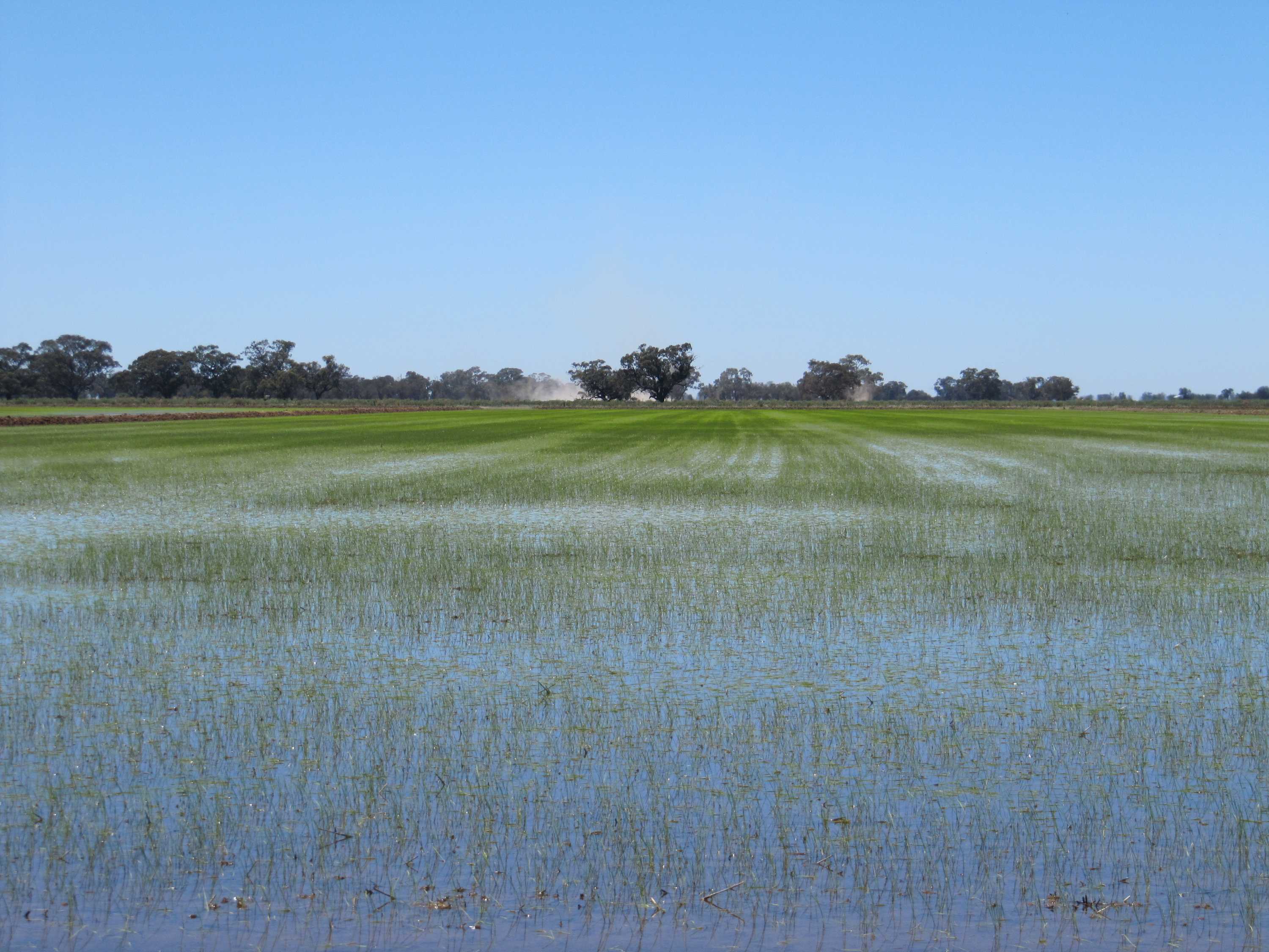 Water trading reshapes what foods and fibres are grown along the Murray ...