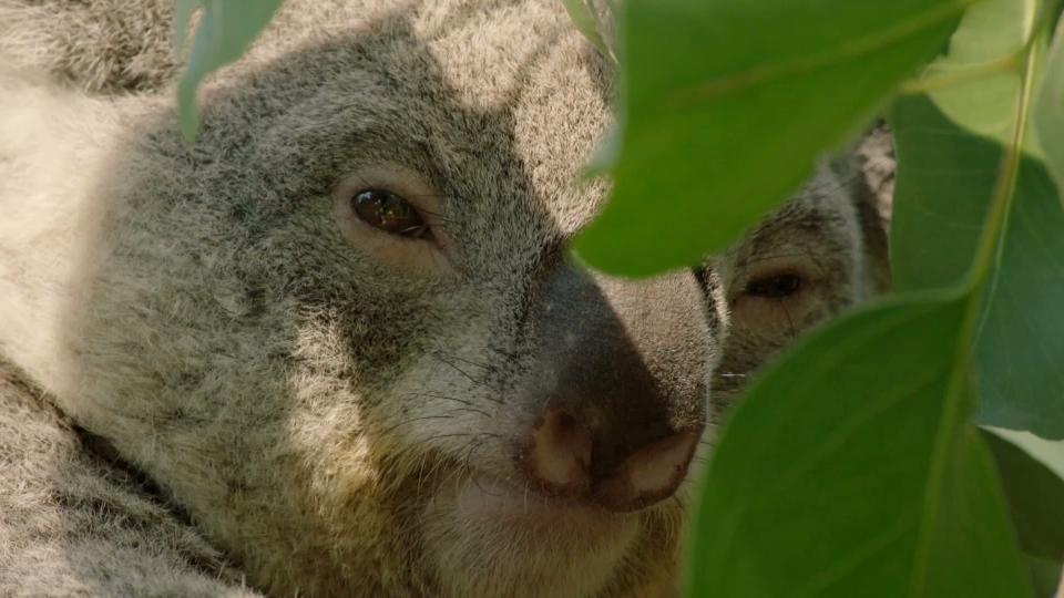 Magical Land of Oz: Koalas and climate change - ABC Education