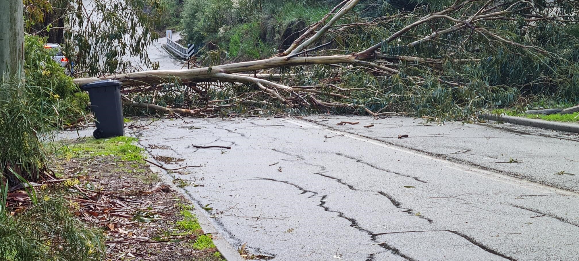 Wind gusts bring down trees, powerlines in Perth as front moves across ...