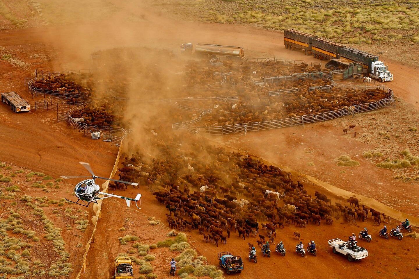 How many cattle are in Australia? ABARES and MLA numbers clash over ...