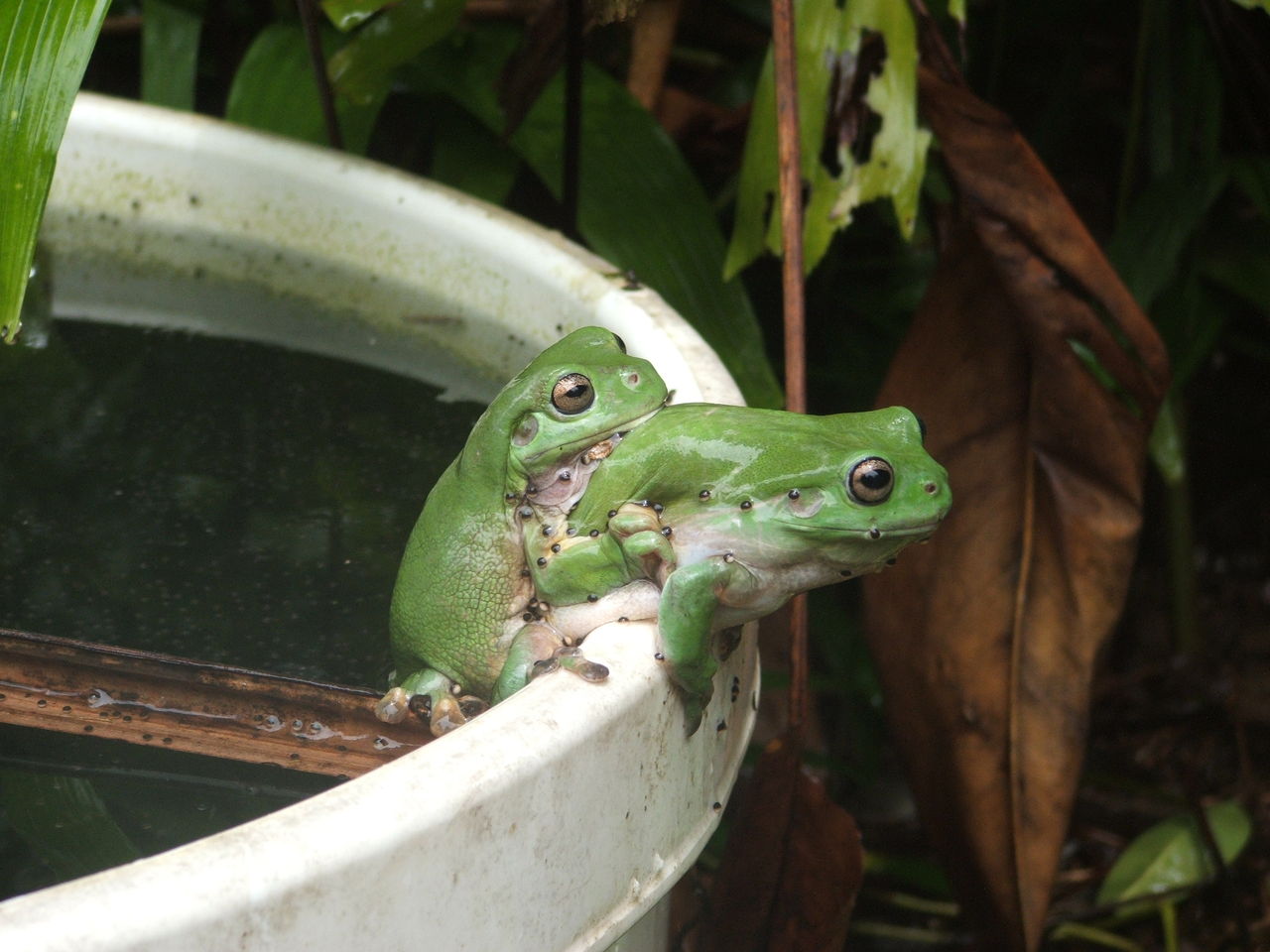 Scientists saving endangered frogs - ABC News