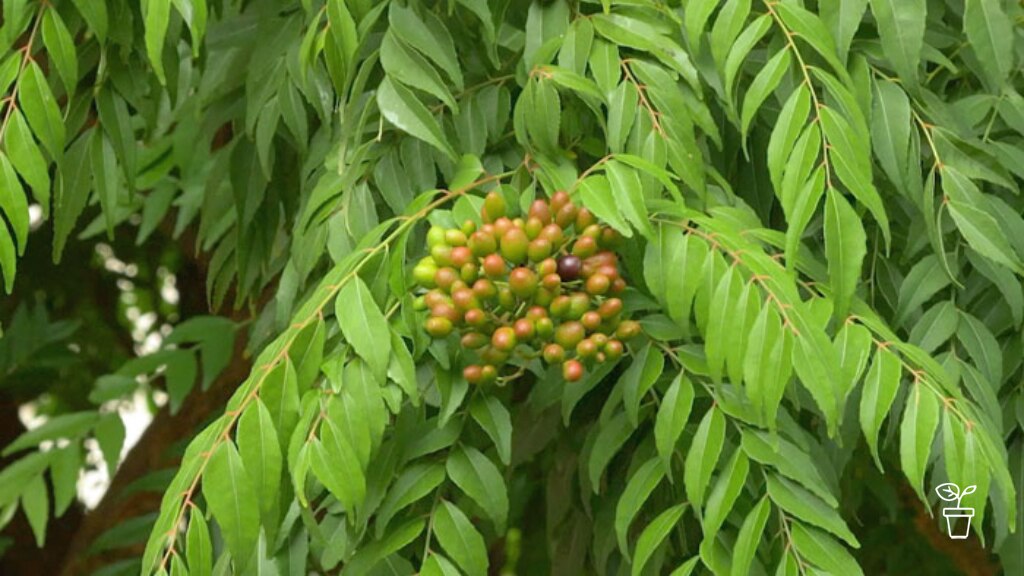 Curry Tree Control - Gardening Australia