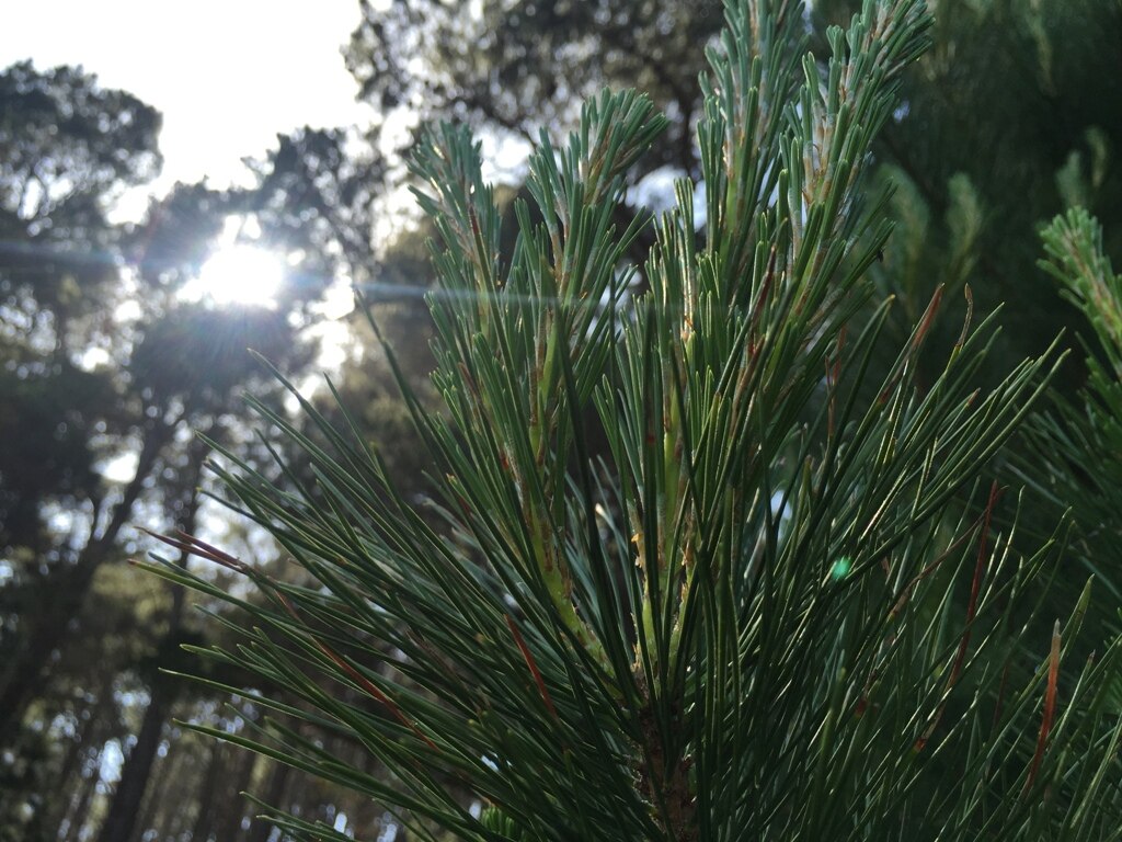 Australian pine more valuable as housing construction increases 17 per ...