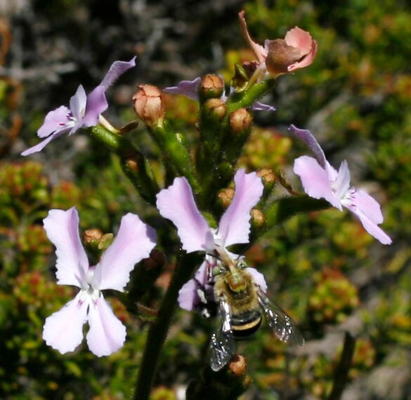 'Very rare' trigger plants catapult pollen onto visiting insects in ...