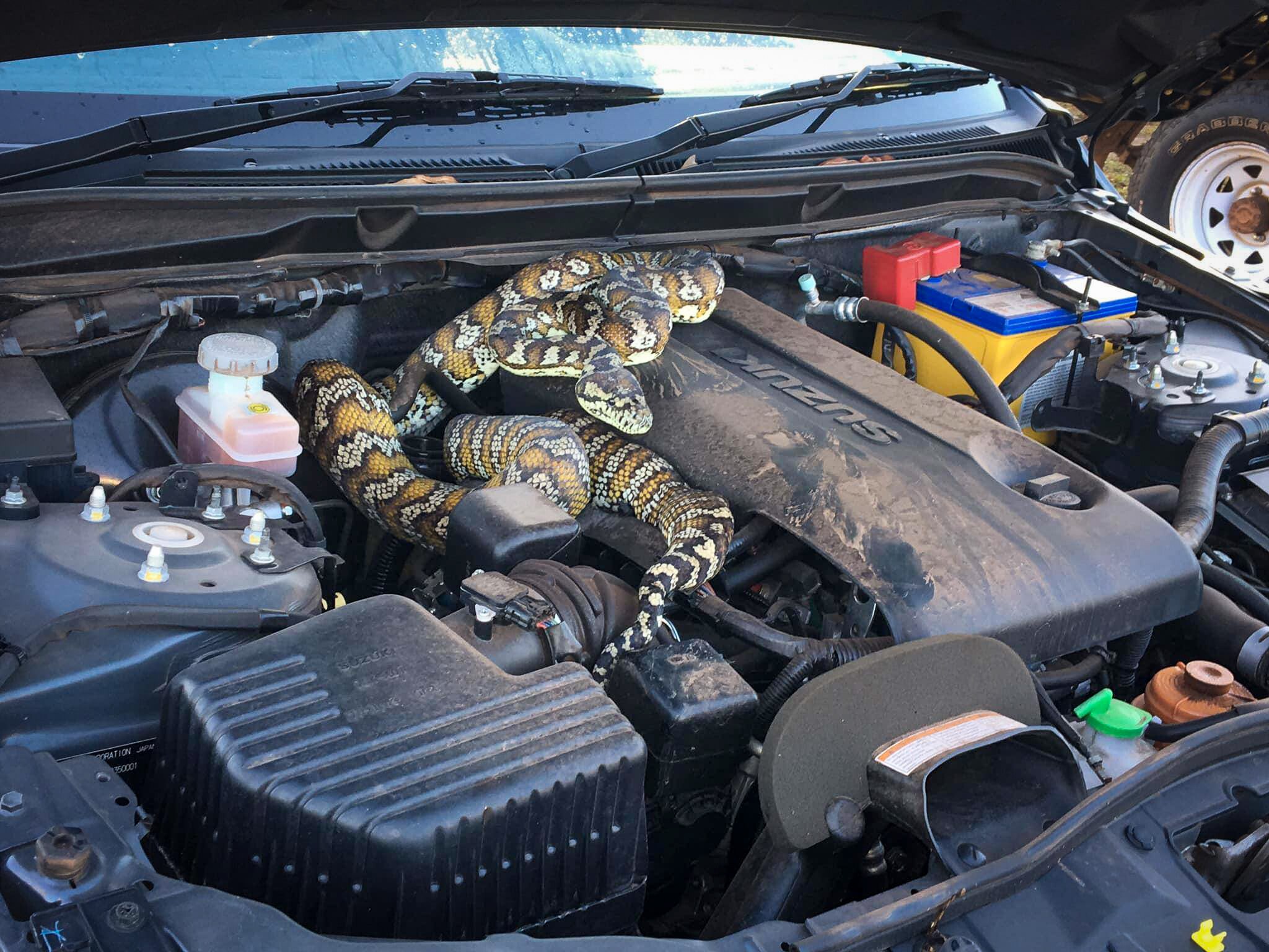 Snakes 'quite secretly' living in urban Darwin, study shows their ...