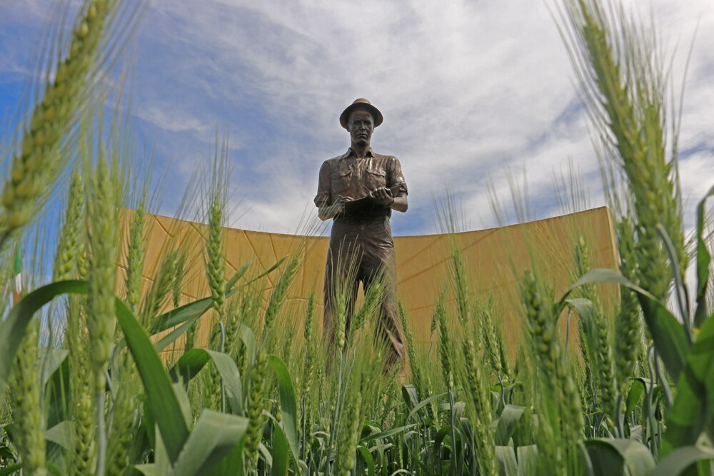 New wheat variety Borlaug 100 impresses grain growers with high yields ...