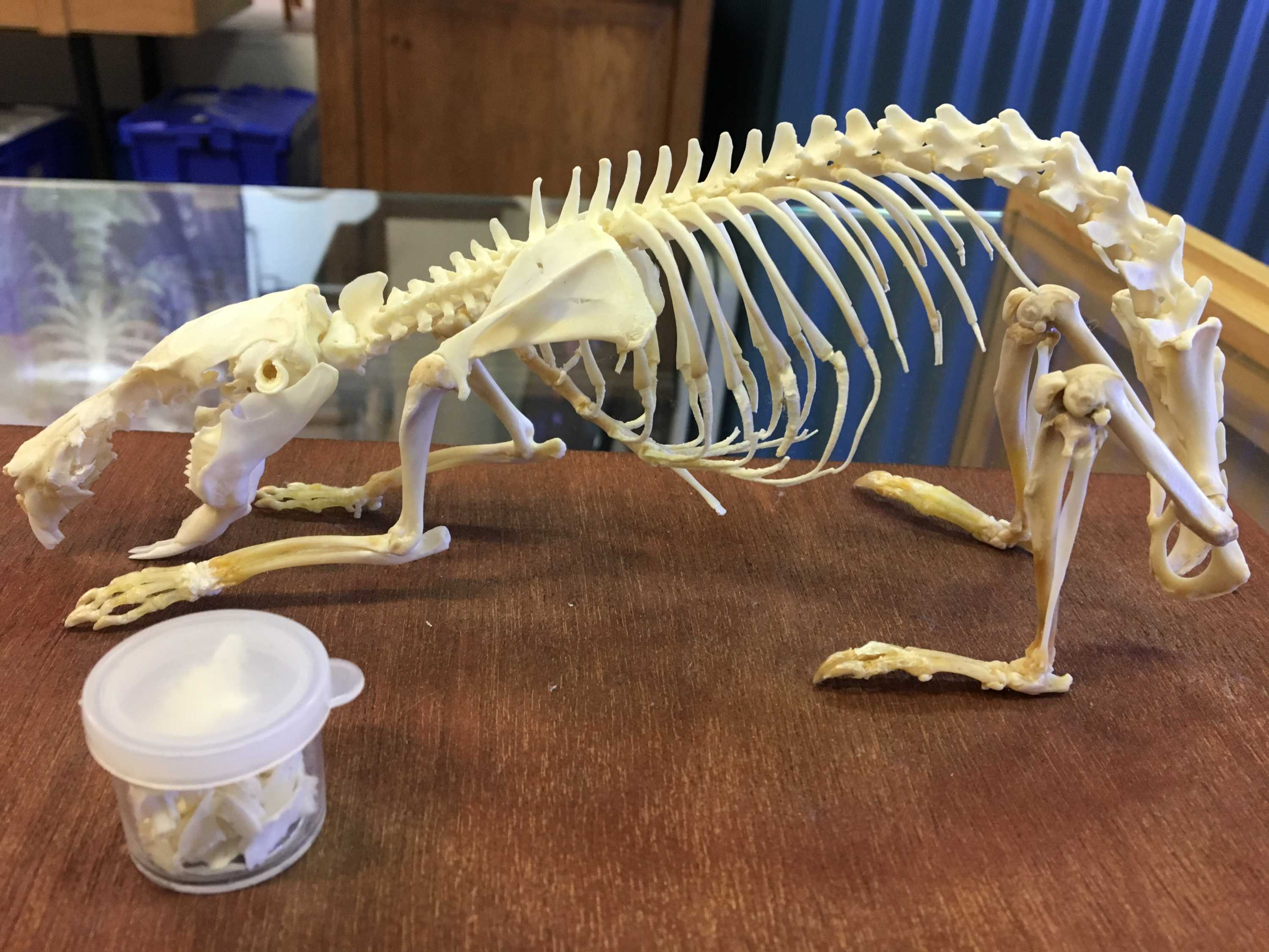 Guinea Pig Skeleton Specimen – Topographical anatomy of the guinea pig ...