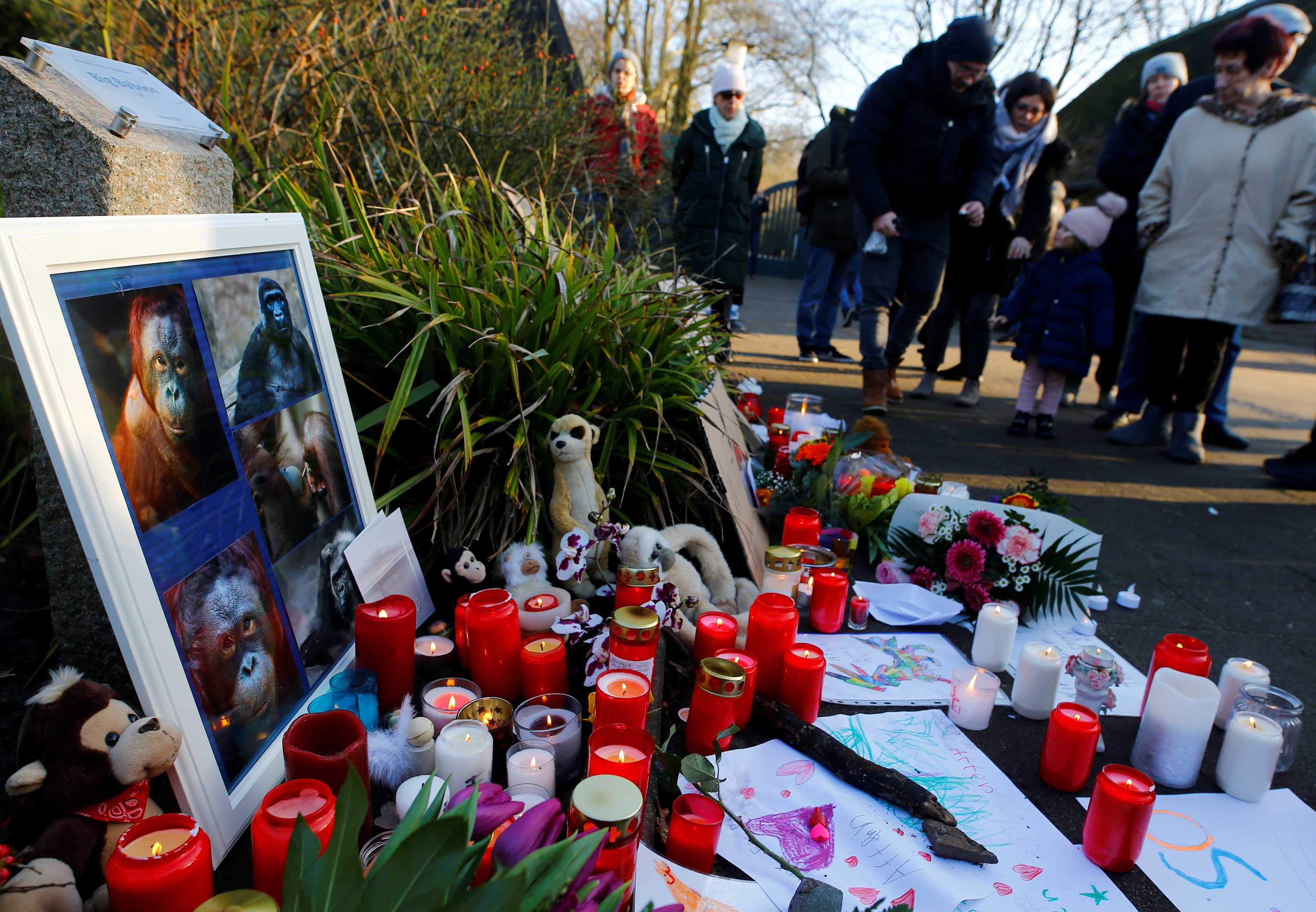 German zoo fire that killed 30 animals, including monkeys and gorillas ...