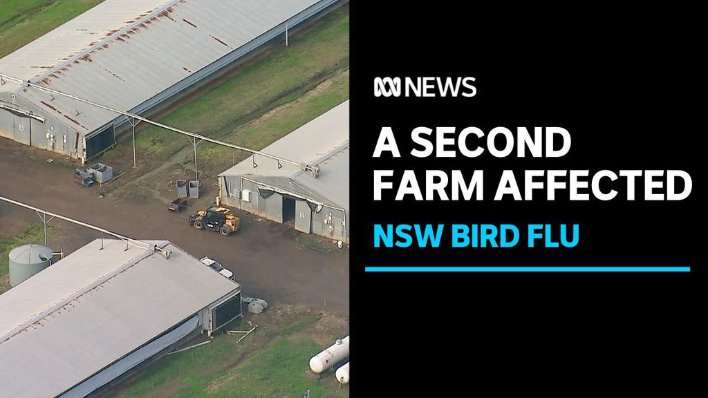 Bird flu detected at second NSW poultry farm - ABC News