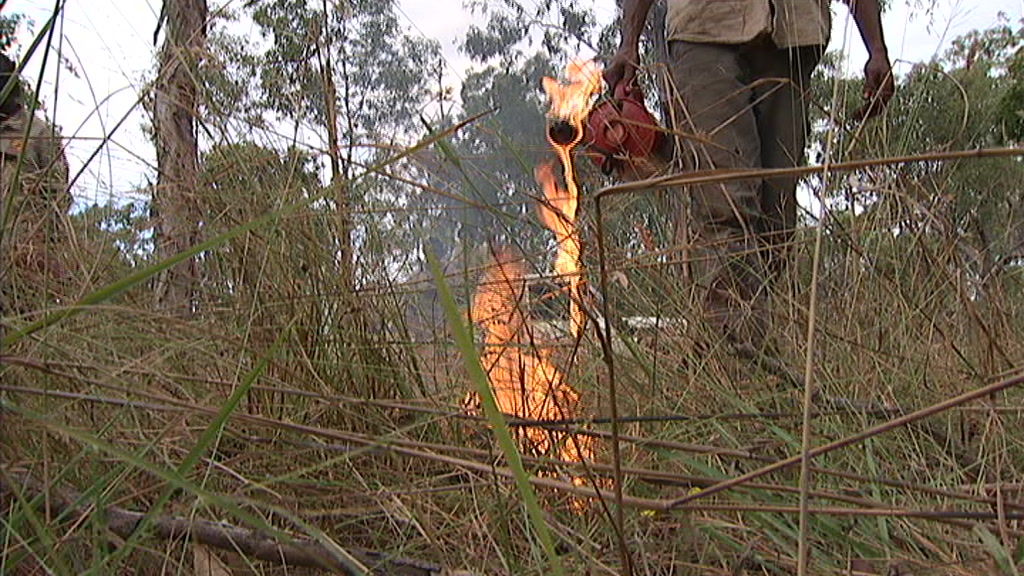 Roaring Success: The world's first carbon project using fire - ABC News