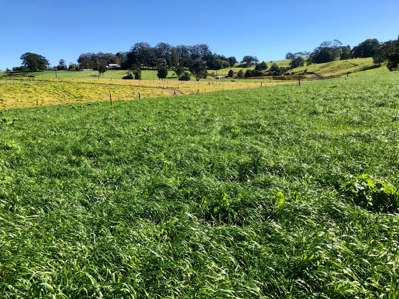 Regenerative biological pasture improvement trial gives sceptical dairy ...