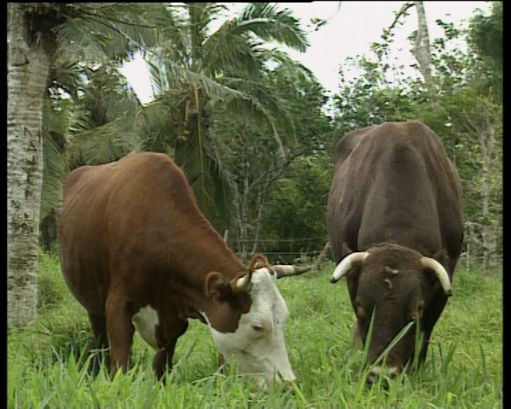 Sustainability the focus for Vanuatu's cattle industry - ABC ...
