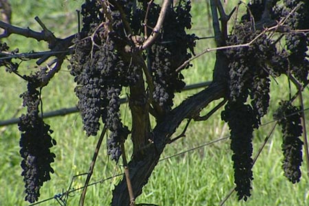Vineyard frost damage bill soars to $100m - ABC News