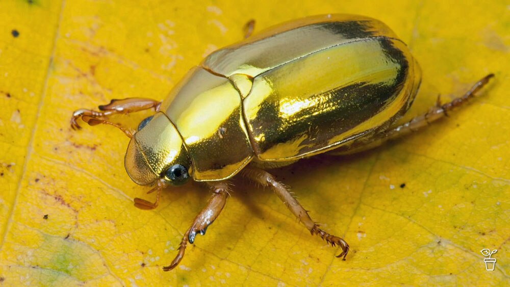 Christmas Beetle Mania - Gardening Australia