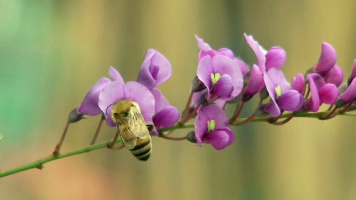 Native Climbers - Gardening Australia