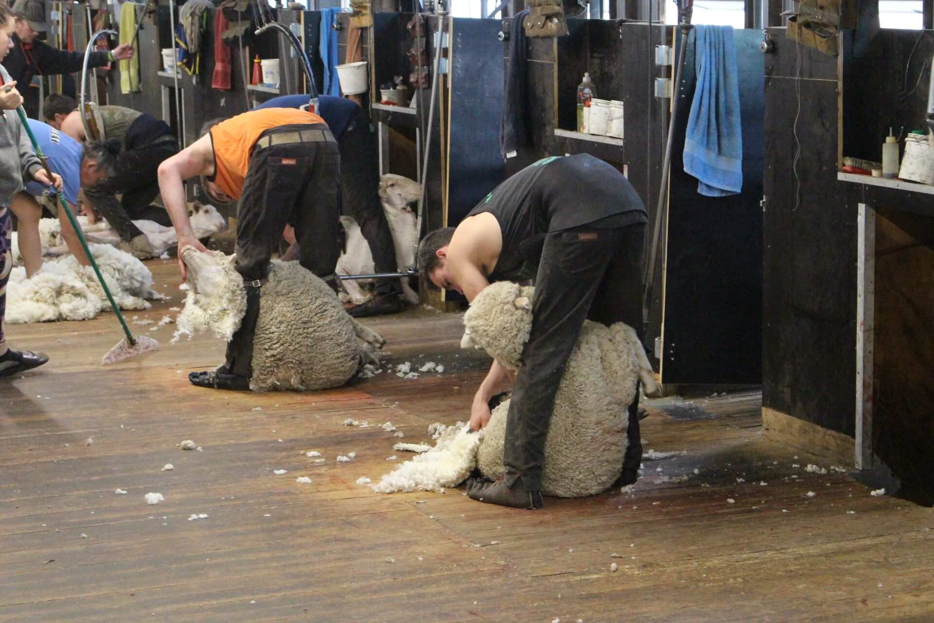 Shearers wear sensors and motion-tracking systems for injury prevention ...