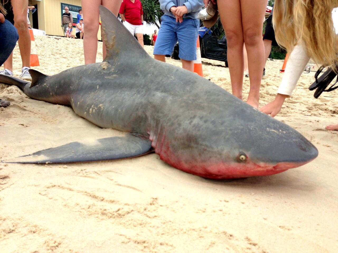 Noosa beach reopens after shark scare - ABC News