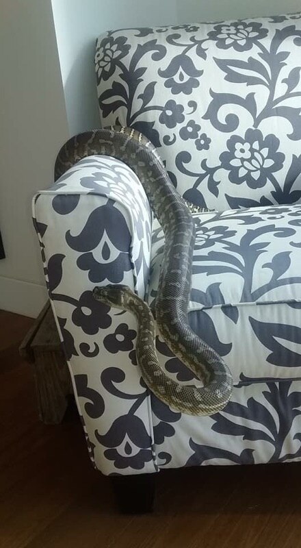 Python pursuit launched after pet escapes through open window - ABC News