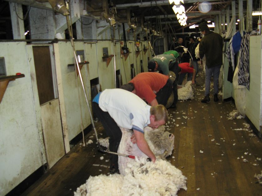 Shearing school back in action - ABC News