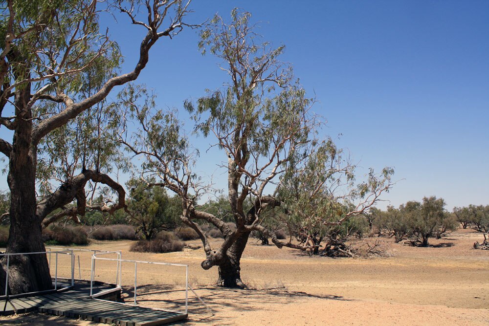 Researcher casts doubt on legitimacy of Burke and Wills Dig Tree - ABC News