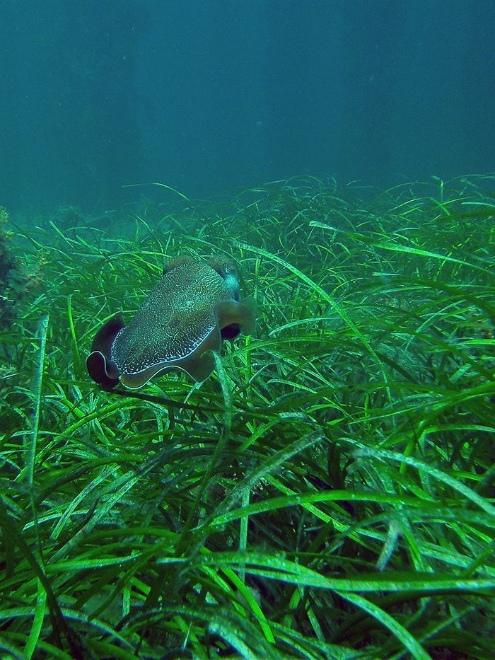 Monday Night Travel: The Cuttlefest in Whyalla, SA - ABC listen