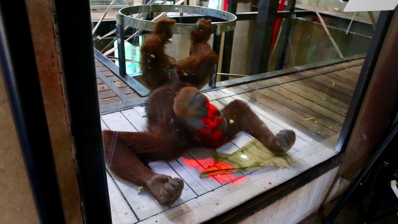 Orangutans in Melbourne Zoo playing interactive videogames using Xbox ...