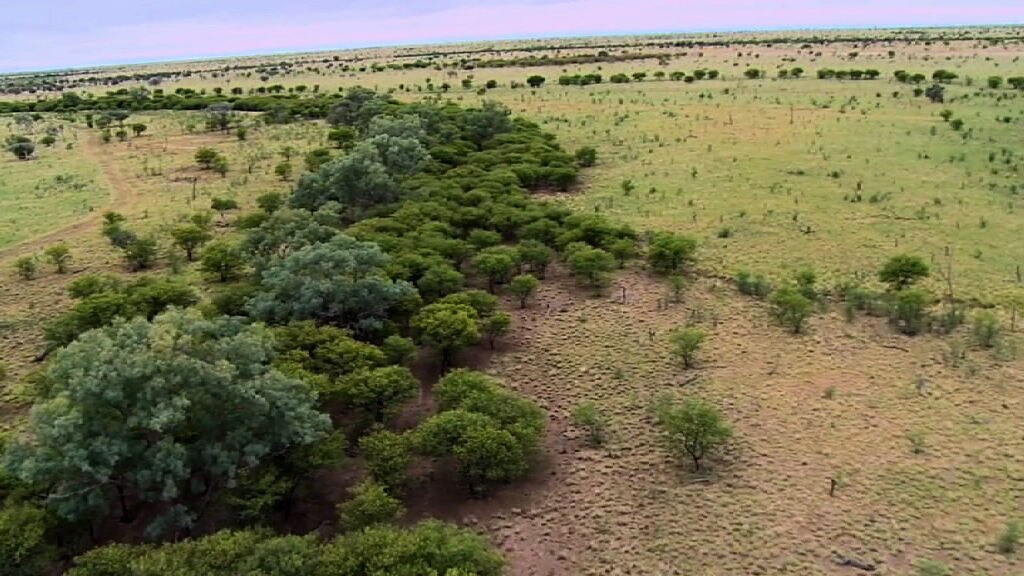 War on Weeds: Stopping the spread of the invasive Prickly Acacia - ABC News
